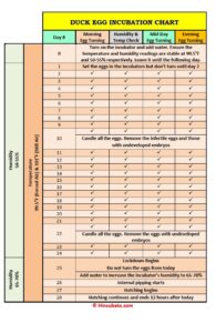 How to Incubate Duck Eggs + Incubation Chart - Hincubate