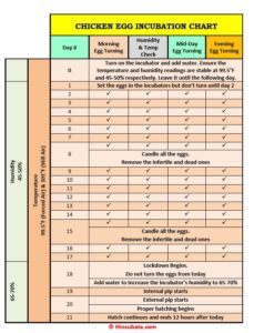 How to Incubate Chicken Eggs + Incubation Chart + Incubation Chart ...