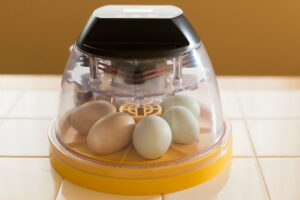 Types of Incubation in Poultry - Hincubate