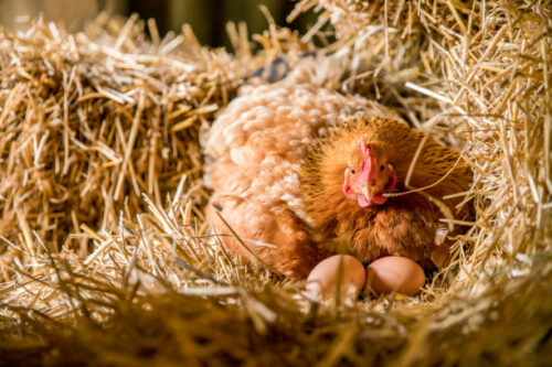 Types of Incubation in Poultry - Hincubate