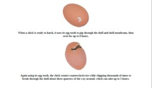 Everything You Need to Know about Egg Pipping - Hincubate